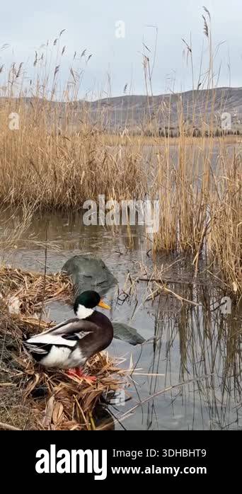 A calm mallard duck stands on a reed-covered shore beside still water ...