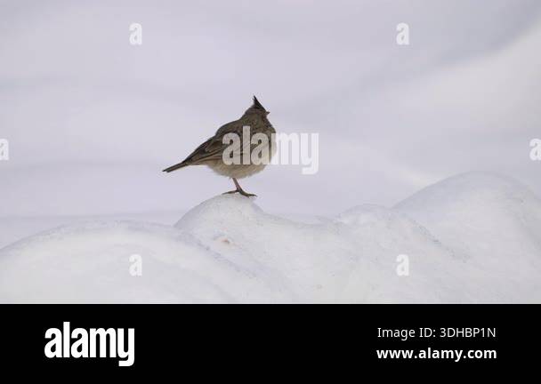 Eurasian Skylark in winter ambient (Alauda arvensis Stock Video Footage ...