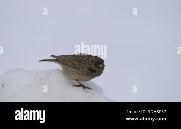 Eurasian Skylark in winter ambient (Alauda arvensis Stock Video Footage ...