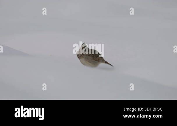 Eurasian Skylark in winter ambient (Alauda arvensis Stock Video Footage ...