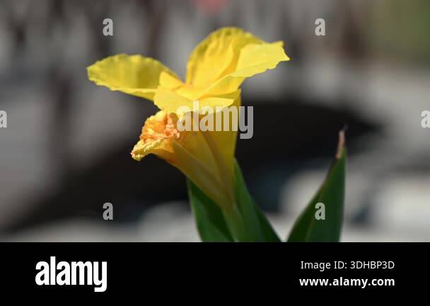 Yellow Canna Lily Swaying in Wind. Close-Up of 'Yellow King Humbert ...