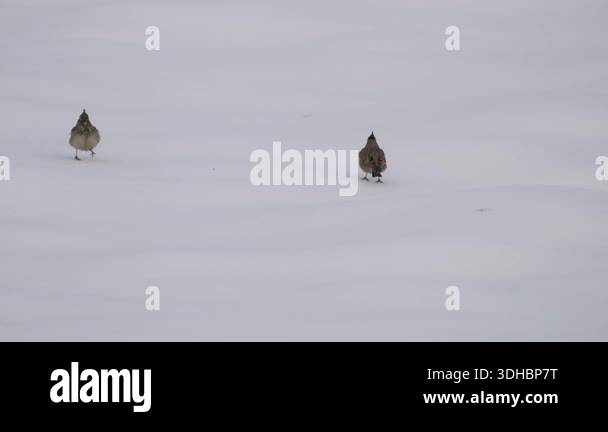 Eurasian Skylark in winter ambient (Alauda arvensis Stock Video Footage ...