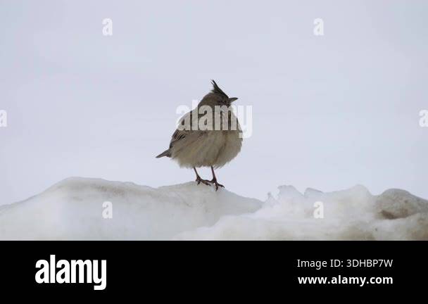 Eurasian Skylark in winter ambient (Alauda arvensis Stock Video Footage ...