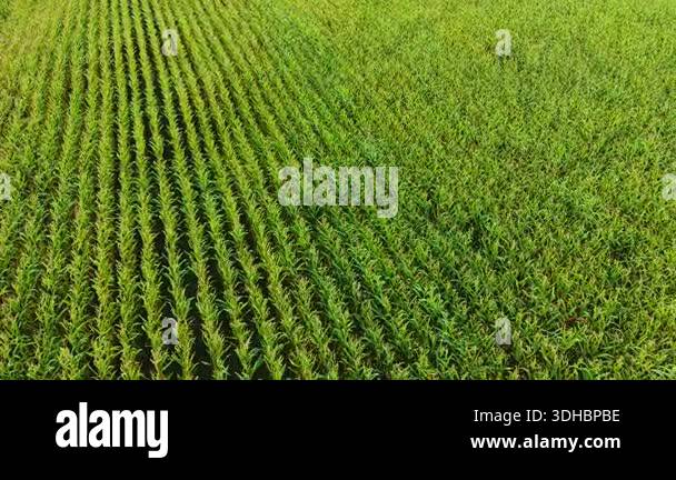 Green agriculture corn field growing in long uniform rows. Farming ...