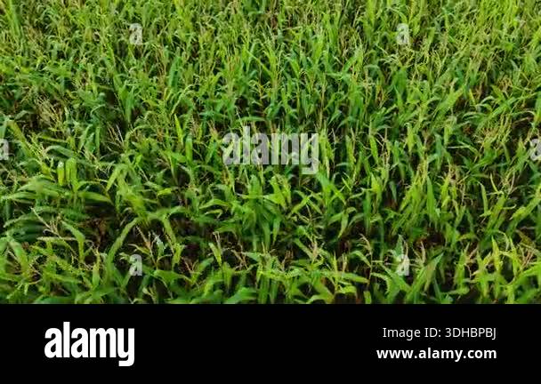 Green corn field on farmland growing with dense fresh leaves ...