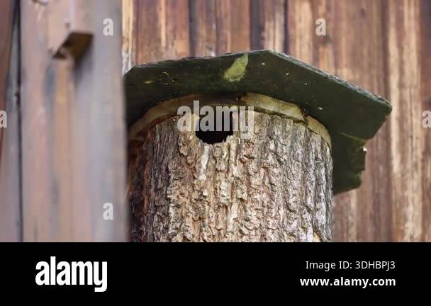 Common starling (Sturnus vulgaris) parent bird feeding the young ...