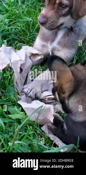 Two dogs puppies eat paper, chew rags of paper in the village on the ...