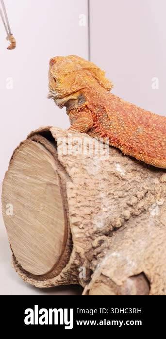 A bearded dragon on a log reaches for food in a well-lit studio setting ...