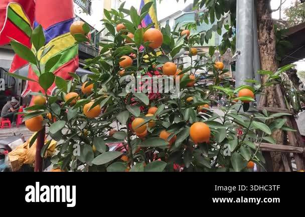 Orange tree with ripening fruit over time Stock Video Footage - Alamy