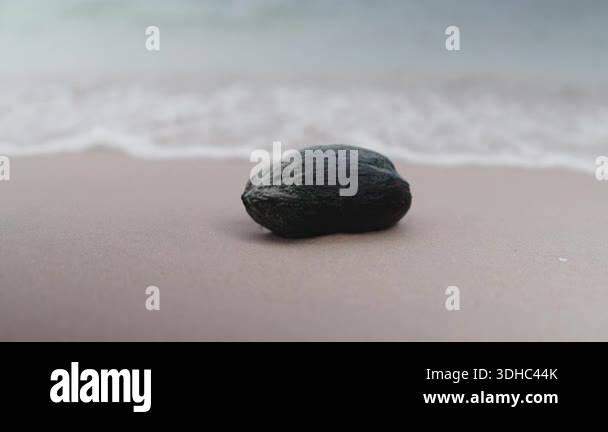 Small ocean waves gently washing over a single seed resting on the wet ...