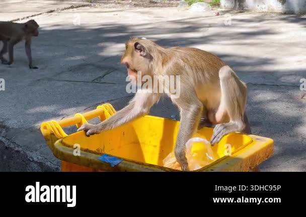 Monkey explores trash bin for food Stock Video Footage - Alamy