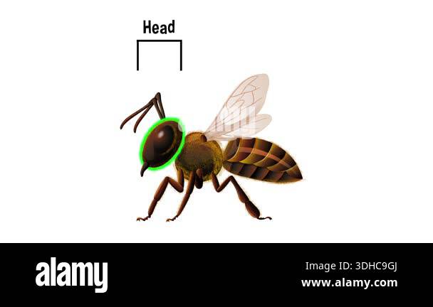 Bee anatomy highlighted in a simple animation Stock Video Footage - Alamy