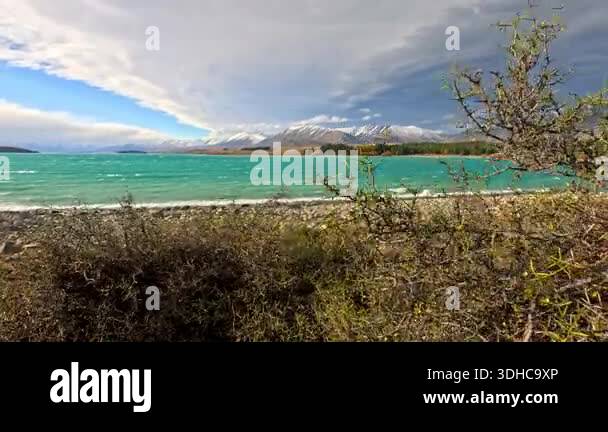 Wide shot of Lake Tekapos turquoise water, autumn trees, and pine ...