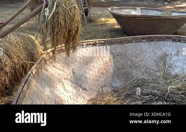 Rice threshing process in Khao Yai, Thailand Stock Video Footage - Alamy