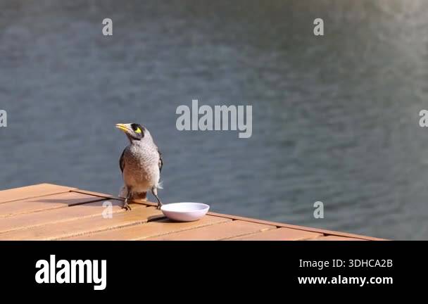 Bird standing near small white bowl on deck Stock Video Footage - Alamy