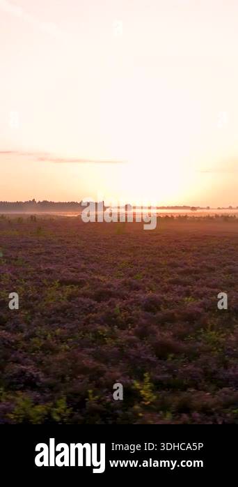 Golden morning light illuminates a misty, purple heather field with a ...