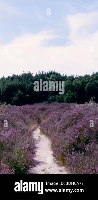 Winding sandy trail leading through a vibrant purple heather field ...