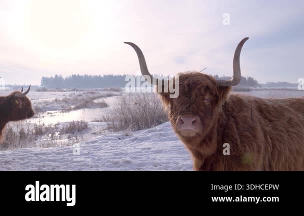 Highland Cow CloseUp In Snowy Marsh At Sunrise, Curious Gaze Toward ...