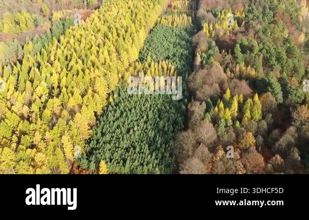 Dense evergreen forest edge surrounding a clearing area Stock Video ...