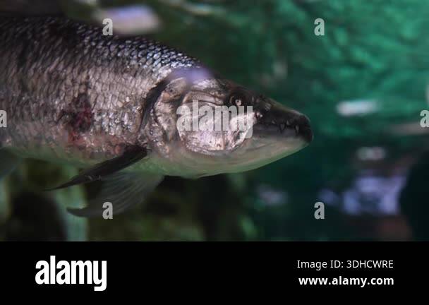 Underwater close up shows a silver scaled predatory fish with sharp ...
