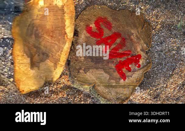A fresh tree stump marked with the red word SAVE raising awareness ...