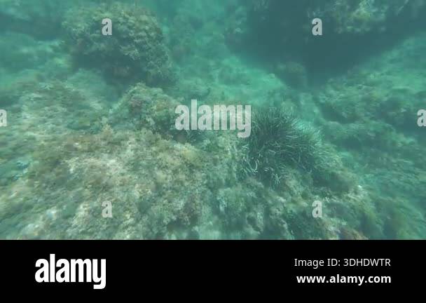Rocky ocean floor with seaweed and posidonia Stock Video Footage - Alamy