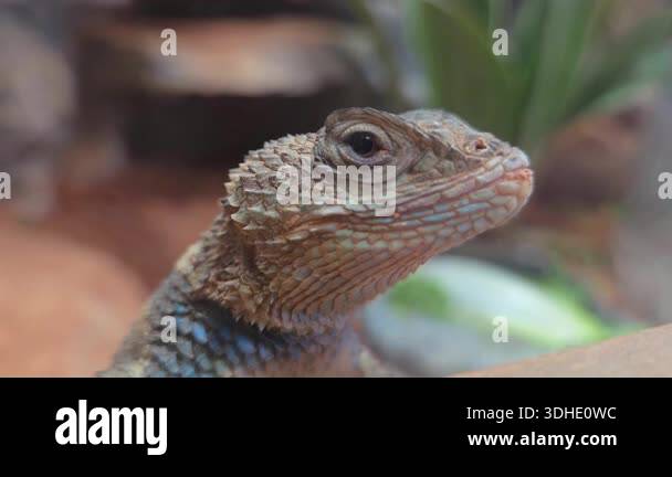 A detailed view of a lizard showcasing its textured scales and sharp ...