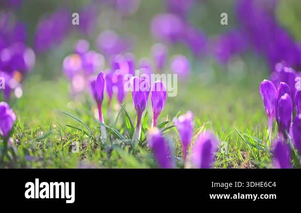 Purple crocuses blooming in sunny forest meadow, peaceful nature ...