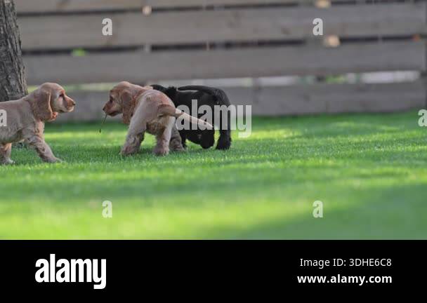 Spaniel puppies having fun in sunny backyard Stock Video Footage - Alamy