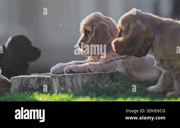 Cute spaniel puppies having fun near family home Stock Video Footage ...