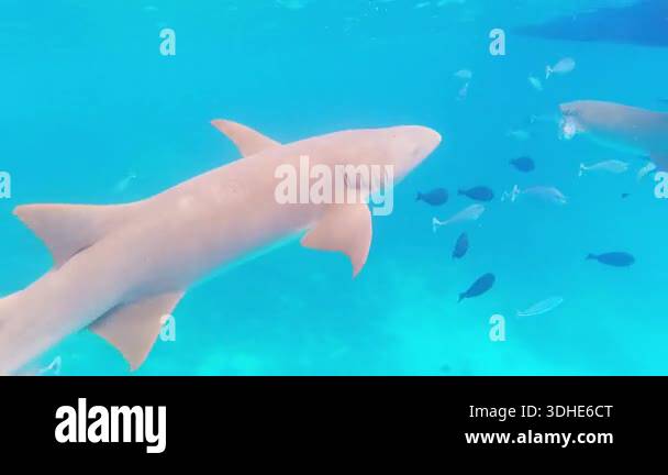 Dense school of sharks and reef fish swimming together in turquoise ...