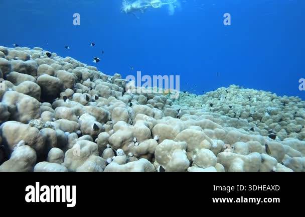 Tropical Blue Water and A Snorkler. Underwater sea fish. Colourful ...