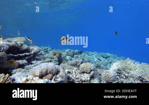 Fish Blue Sea Water. Underwater sea fish. Tropical fish reef marine ...