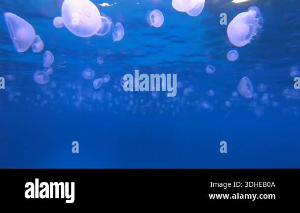 Blue Sea Water Jellyfish. Underwater sea fish. Tropical fish reef ...