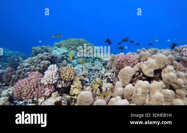 Marine Tropical Underwater Fish Garden. Tropical underwater sea fish ...