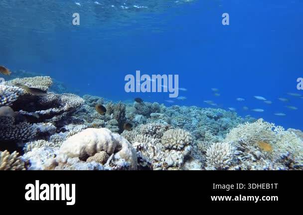 Marine Life Tropical Fish Garden. Tropical underwater sea fish ...