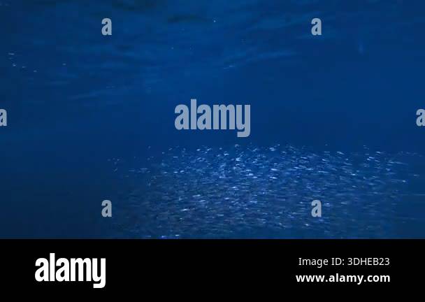 Blue Sea Water Fish. Underwater sea fish. Tropical fish reef marine ...