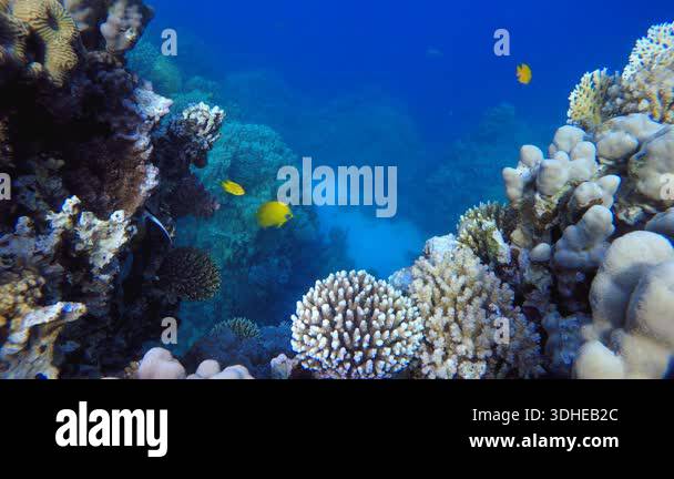 Marine Life Fish Scene. Tropical underwater sea fish. Underwater fish ...