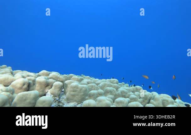 Reef Coral Garden. Tropical underwater sea fish. Underwater fish reef ...