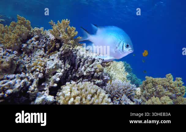 Tropical Fish Underwater Coral Reef. Underwater sea fish. Colourful ...