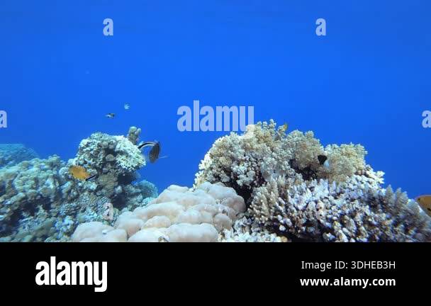 Reef Scene Corals and Fish. Tropical underwater sea fish. Underwater ...