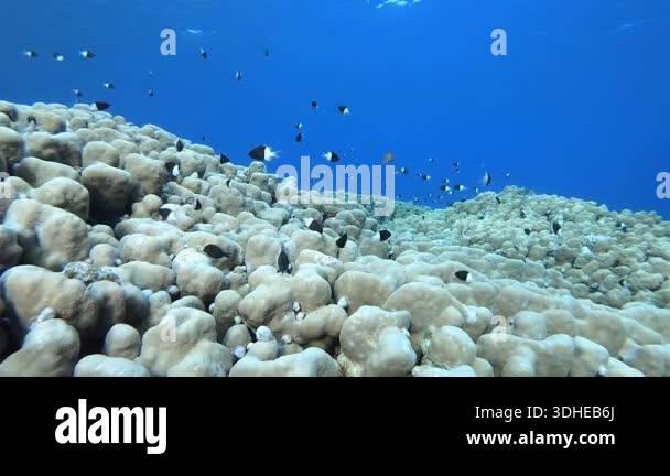Underwater Background World. Underwater sea fish. Colourful underwater ...