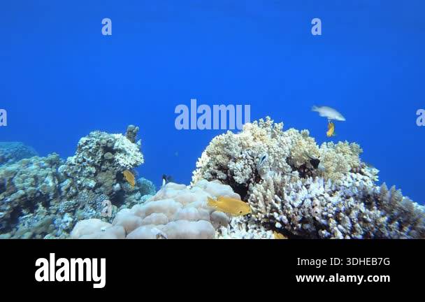 Tropical Coral Garden Life. Underwater sea fish. Colourful underwater ...