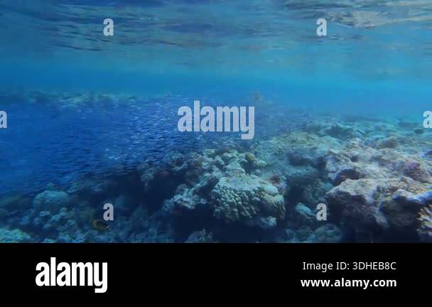 Coral Garden Blue Fish. Tropical fish reef marine. Soft-hard corals ...