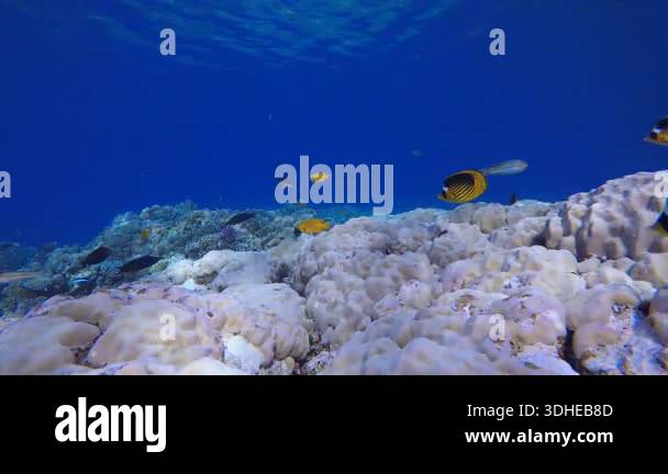 Tropical Fish Underwater Coral Reef. Underwater sea fish. Colourful ...