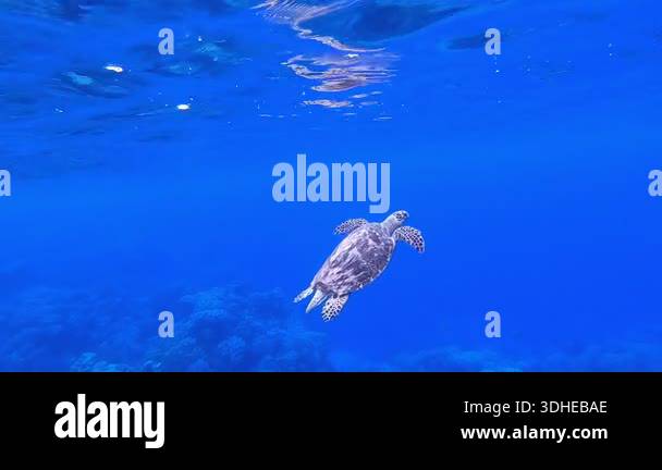 Sea Turtle Breathing at Water Surface. Underwater tropical hawksbill ...
