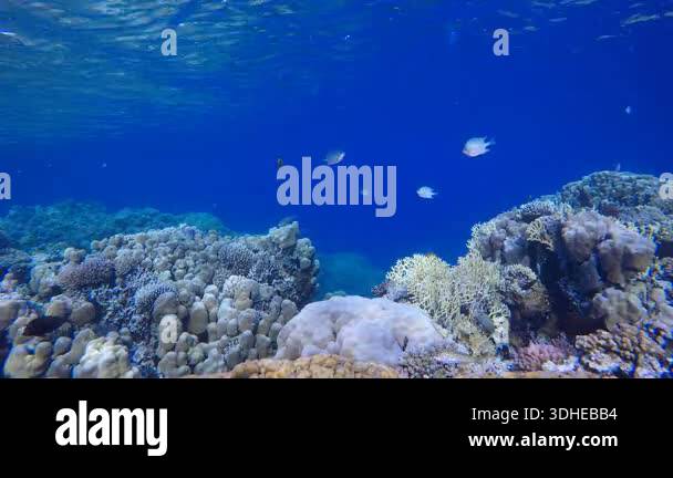Underwater Tropical Water Blue Sea. Reef coral scene. Coral garden ...