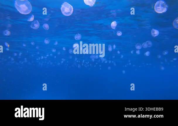 Underwater Blue Sea Water Jellyfish. Underwater sea fish. Colourful ...