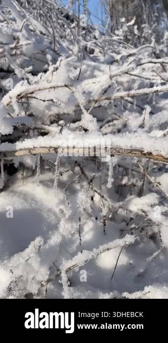 Ukrainian winter, very cold, nature, trees, branches, snow, frozen ...