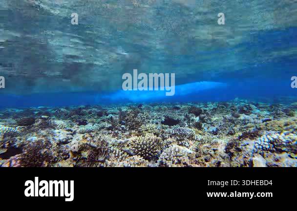 Fish under Waves. Tropical blue water. Sea waves. Blue water background ...